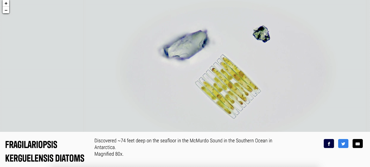 A Fascinating Interactive Exploration of the Microscopic World That ...