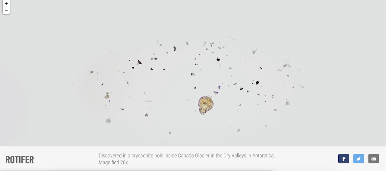 A Fascinating Interactive Exploration of the Microscopic World That ...