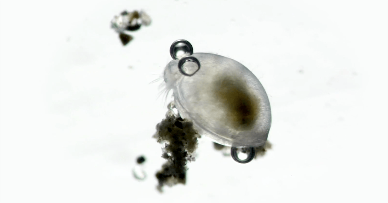 A Fascinating Interactive Exploration of the Microscopic World That ...