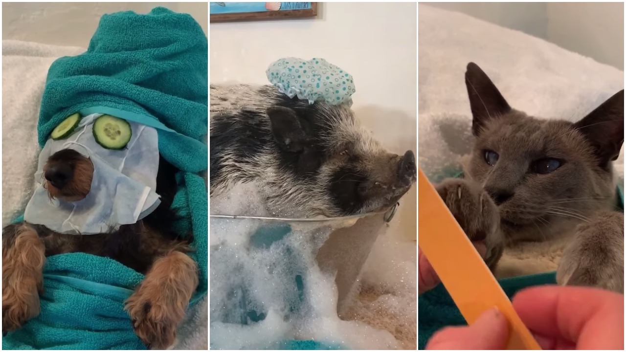 Siamese Cat, Two Dogs, Mini Horse and Micro Pig Get a Pampering Spa ...