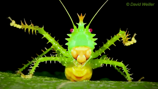 Hypnotic Footage of a Bright Green Spiny Devil Katydid With a Thorny ...
