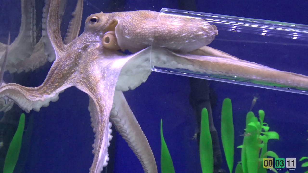 Clever Octopus Conquers an Escape Room Challenge