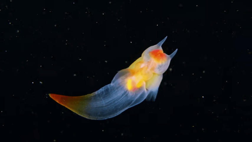Hypnotic Footage of a Rainbow Colored Sea Angel Slug Propelling Itself ...