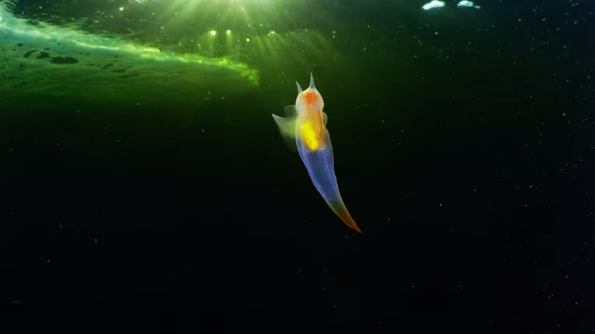 Hypnotic Footage of a Rainbow Colored Sea Angel Slug Propelling Itself ...