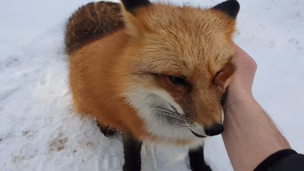 Domesticated Red Fox Stubbornly Whines for More Head and Belly Scratches From Her Human