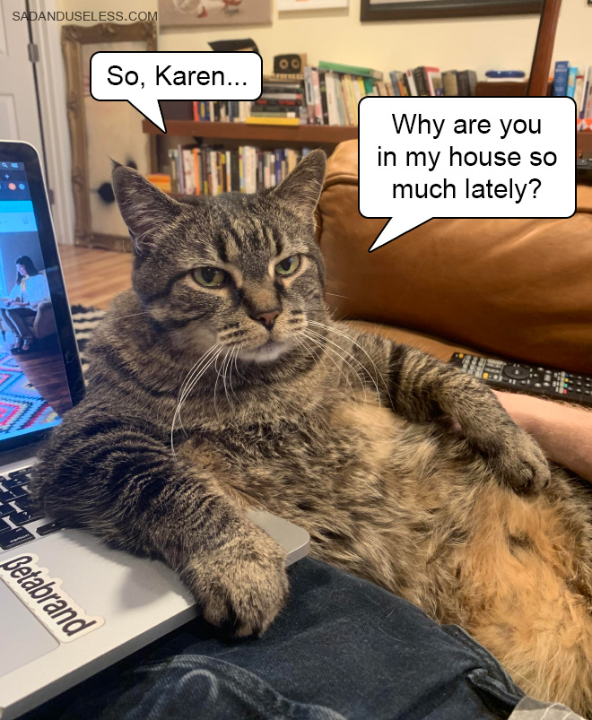Cat Demands Answers