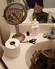 Cat Lounging In A Sink Is Visibly Perplexed When He Sees His Reflection Cat Lounging In A Sink Is Visibly Perplexed When He Sees His Reflection