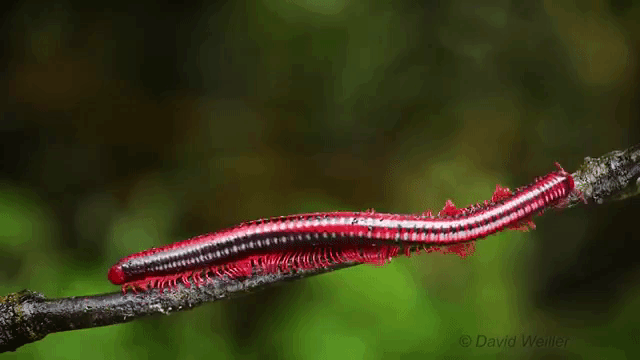 Mesmerizing Footage of a Giant Fire Millipede in Motion