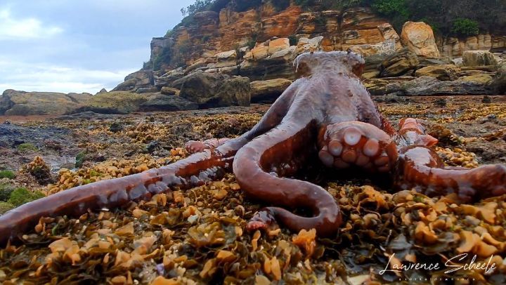 Large Octopus Climbs Out of Shallow Rock Pool in Low Tide to Walk ...