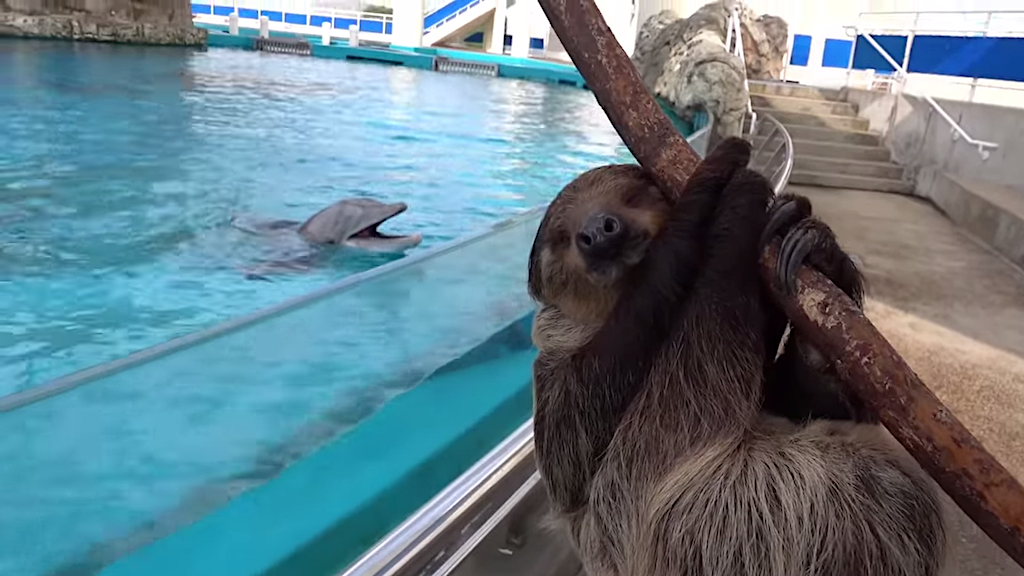 Chico the Sloth Hangs Out With Dolphins at the Texas State Aquarium ...