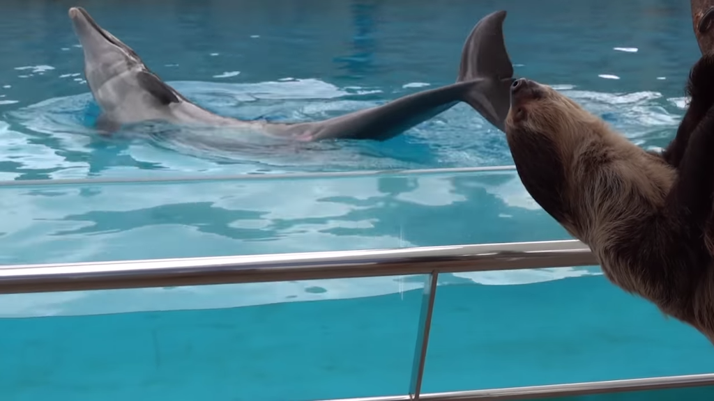 Chico the Sloth Hangs Out With Dolphins at the Texas State Aquarium ...