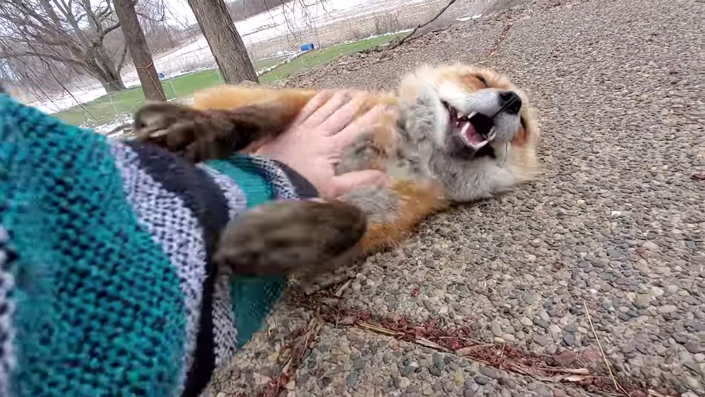 A Funny Red Fox Laughs Hysterically While Being Pet