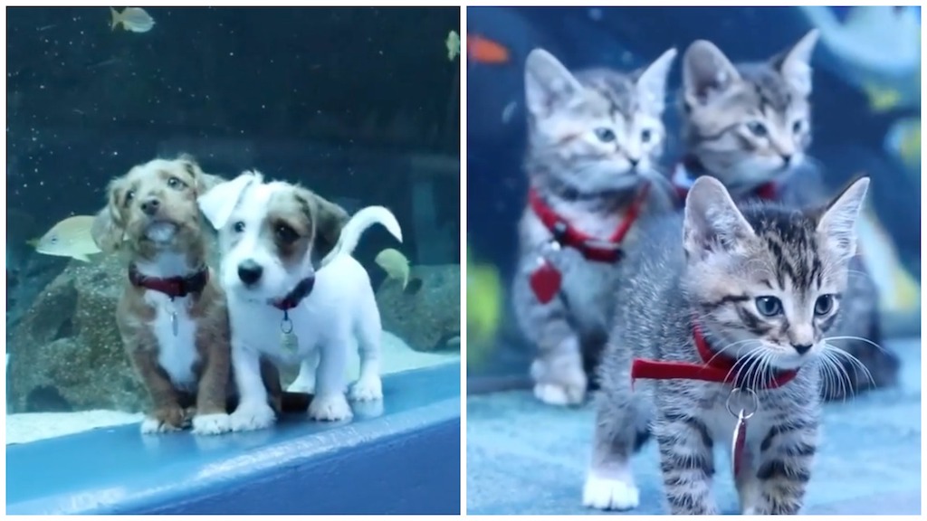 Puppies and Kittens From the Atlanta Humane Society Explore the Georgia ...