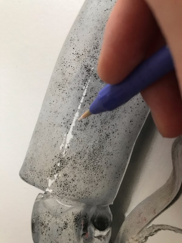 Incredibly Realistic Pen and Pencil Squid Illustrations