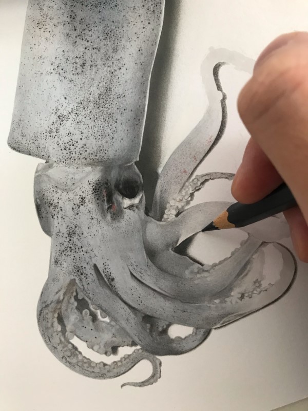 Incredibly Realistic Pen and Pencil Squid Illustrations