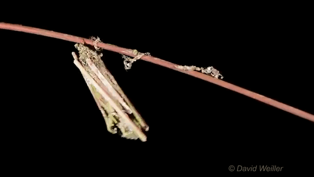 Determined Bagworm Moth Caterpillar Carries a Load of Camouflaging ...