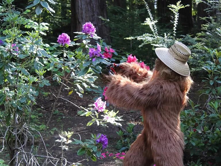 Real Estate Listing Features Photos of Bigfoot Selling His Felton ...