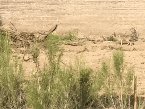 A Wily Coyote Chases Elusive Roadrunner in Real Life