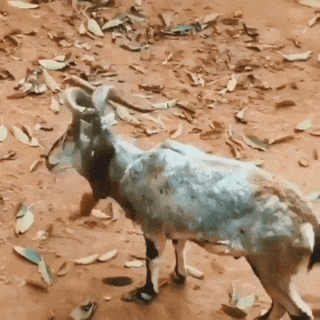 Monkey Does Gymnastics on the Horns of a Goat