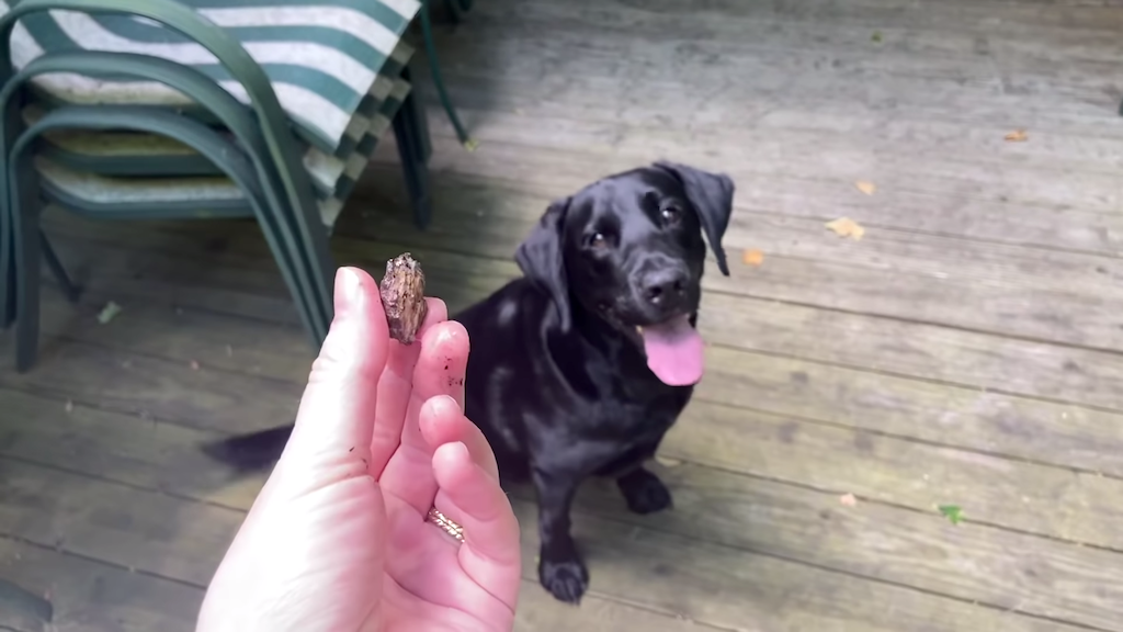 A Determined Labrador Retriever Remarkably Fetches Anything That His ...