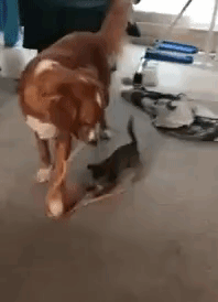 A Playful Dog Gently Drags Her Beloved Tug Rope Around the Room for a ...