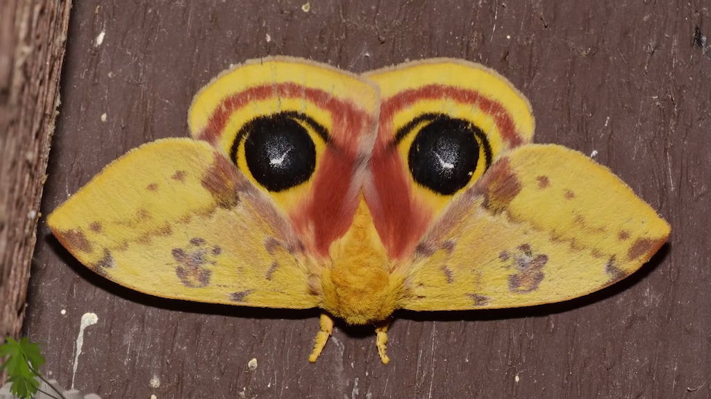 The Incredible Variety of Uniquely Beautiful Moths