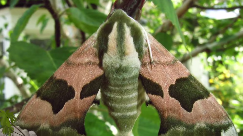 The Incredible Variety of Uniquely Beautiful Moths