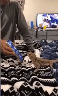 Clever Lizard Hangs Up Phone Using Her Tongue