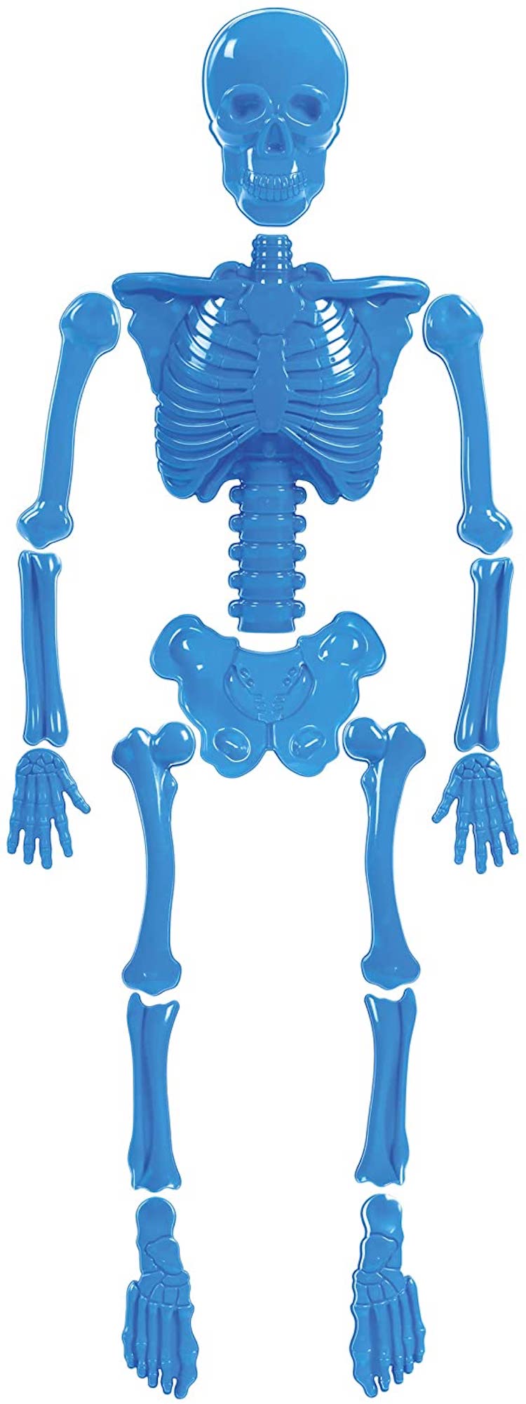 A Life-Sized Human Skeleton Sand Mold Kit