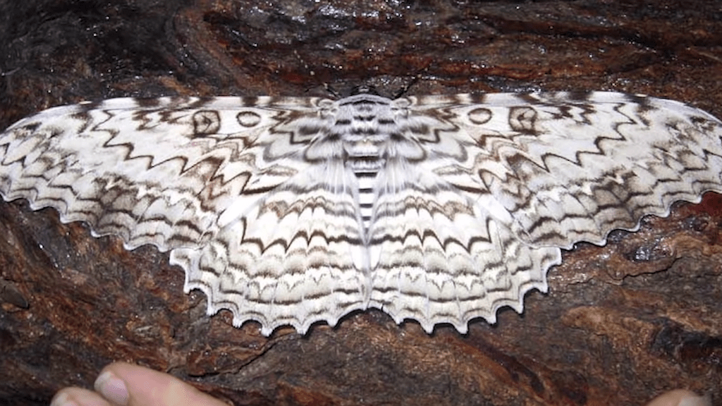 The Incredible Variety of Uniquely Beautiful Moths