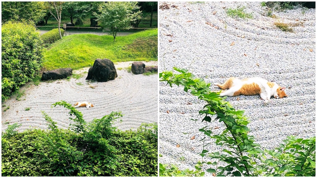 Sleeping Cat Becomes One With Japanese Zen Garden