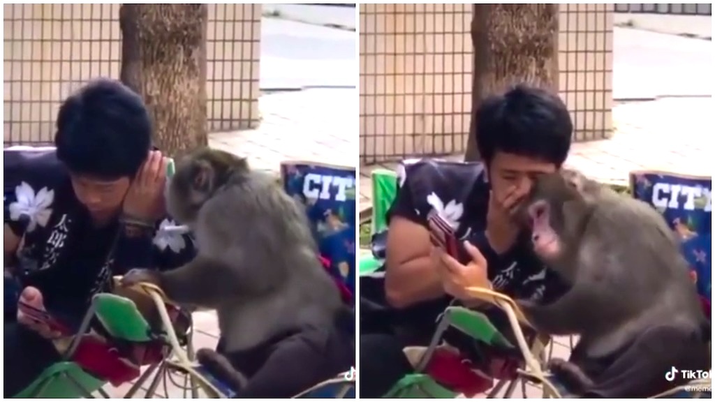 Persistent Monkey Taps the Shoulder of the Man Sitting Next to Him In ...