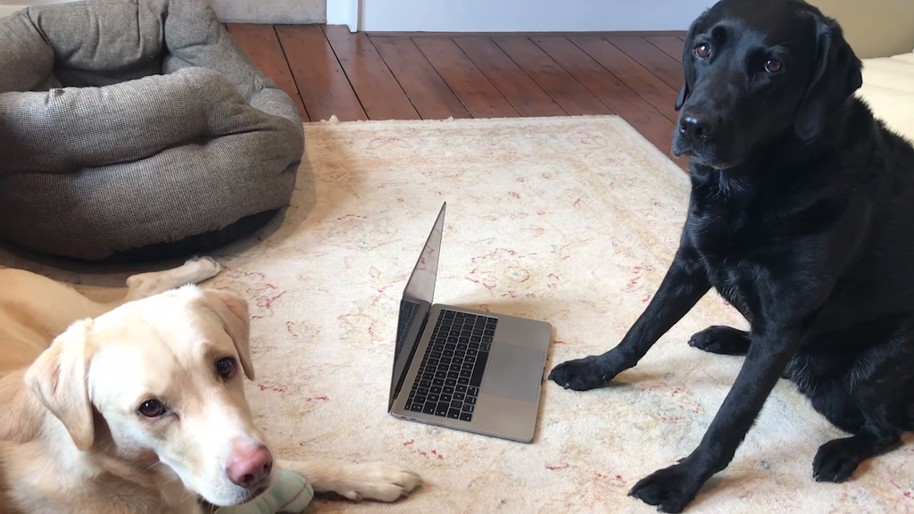 Scottish Sportscaster Calls Out His Dogs for Stretching the Truth About ...