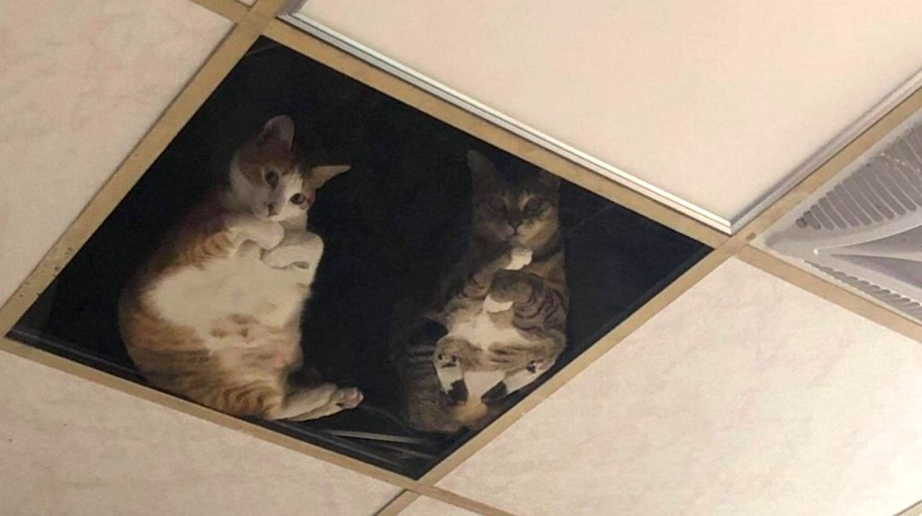 Japanese Store Installs Glass Panels In Ceiling For Resident Cats to ...