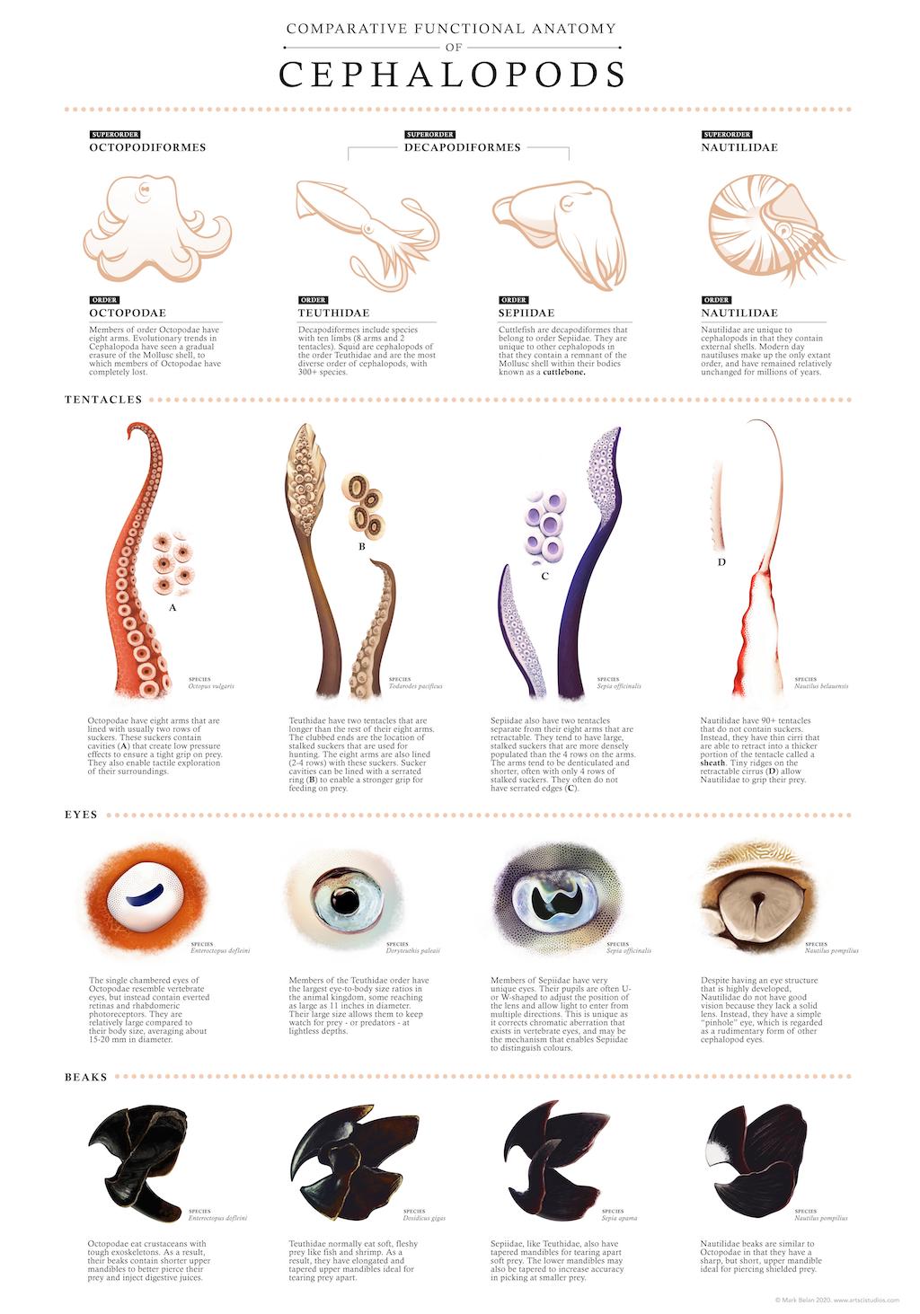 A Fascinating Print Comparing Cephalopod Anatomy