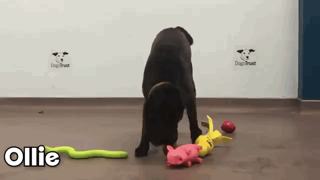 Adoptable Dogs Choose Their Own Christmas Presents From Brand New ...