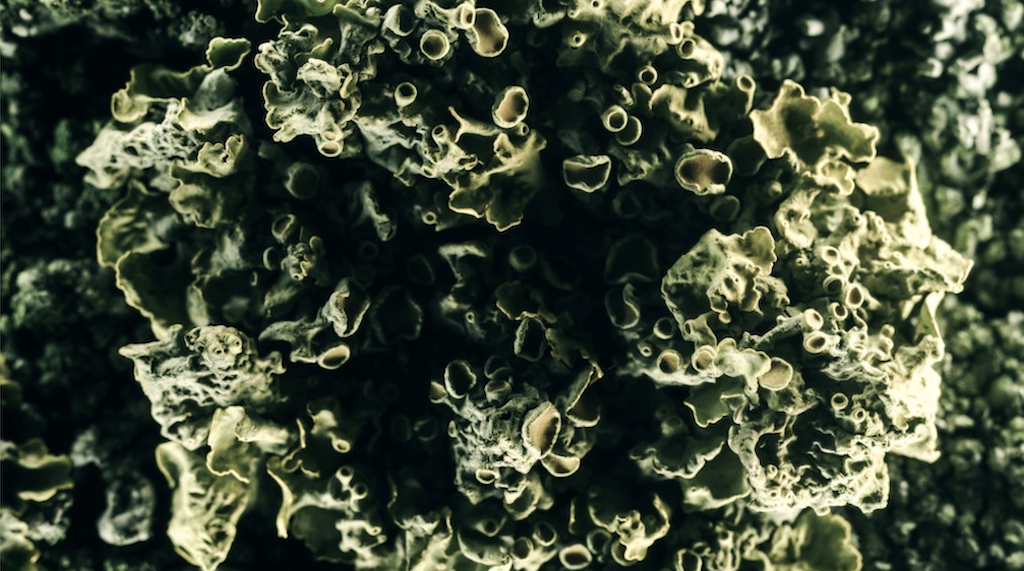 A Haunting Short Macro Timelapse That Shows How Different Organisms ...