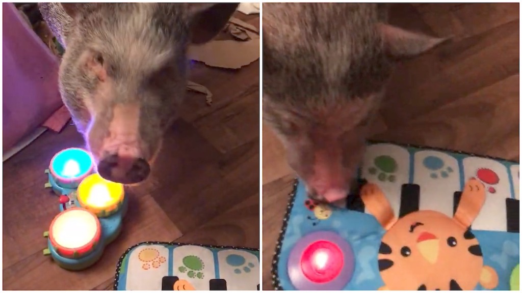 A Talented Pig Shows Off His Fine Musical Skills