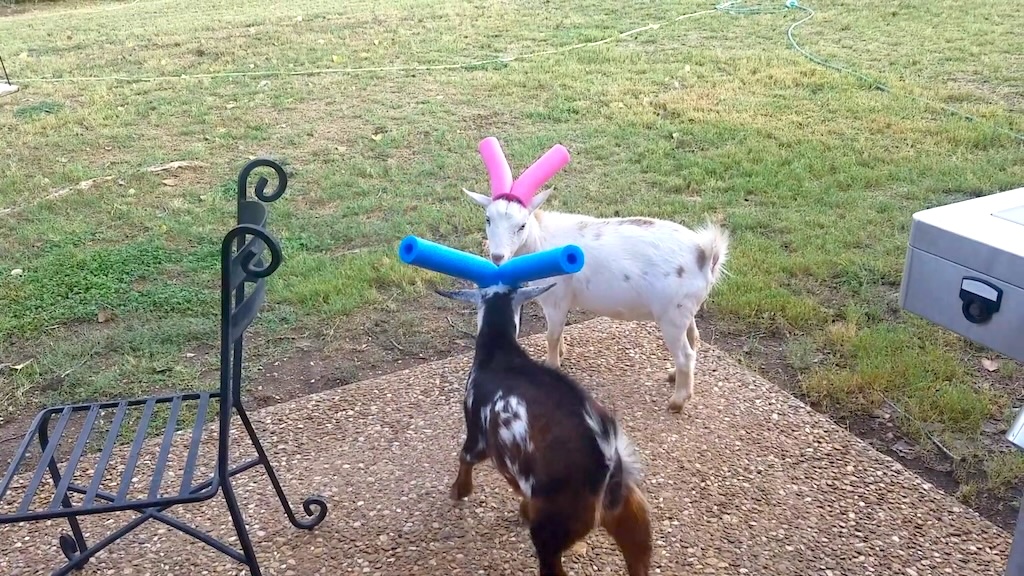 A Pair of Goats Playfully Battle With Each Other While Wearing ...