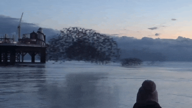 Mesmerizing Footage of a Starling Murmuration Gracefully Flying in ...