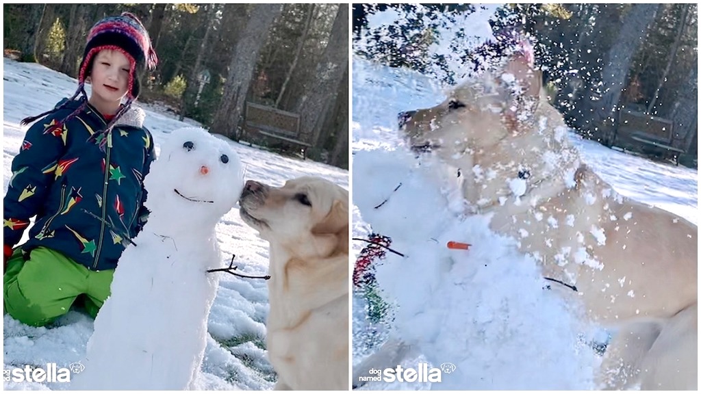 Yellow Lab Loves Destroying Freshly Made Snowmen