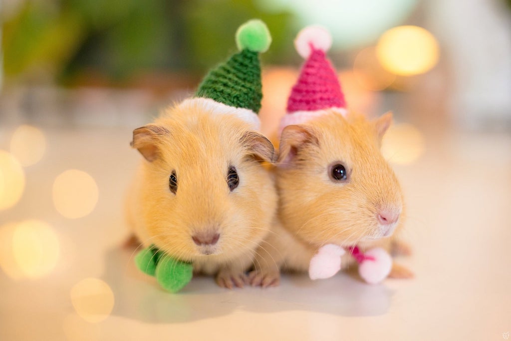 Adorable Knitted Hats For Tiny Pets