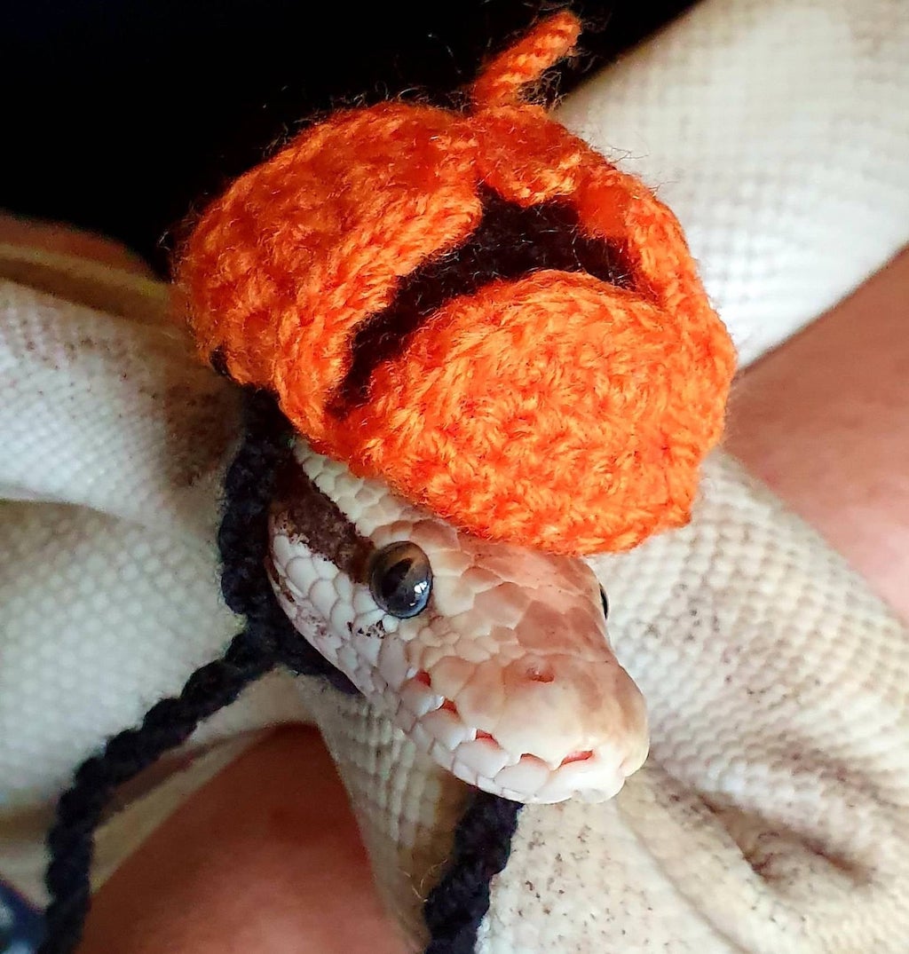 Adorable Knitted Hats For Tiny Pets