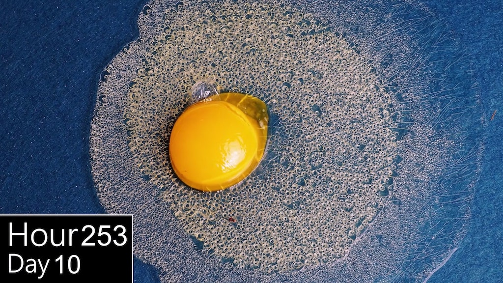 Fascinating Timelapse of a Raw Egg That Crystallizes Into a Remarkable ...