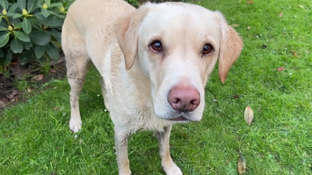 Scottish Sportscaster Pretends He's a Hair Stylist While Giving His ...