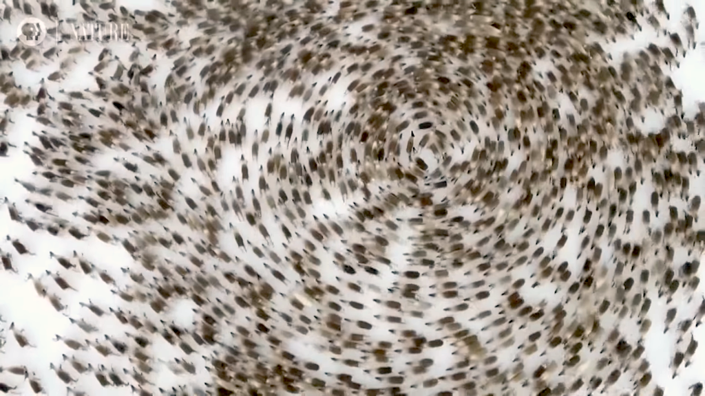 A Herd of Reindeer Create a Defensive Cyclone With Their Bodies When an ...