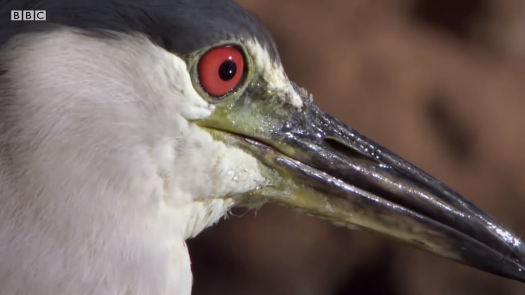 A Compilation of Birds Displaying Remarkable Behavior