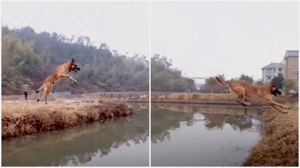 Nimble Dog Effortlessly Jumps Across a Canal