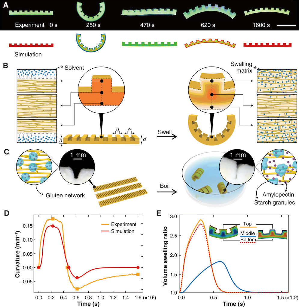 Scientists Create Flat Scored Pasta That Morphs Into 3D Shapes When ...
