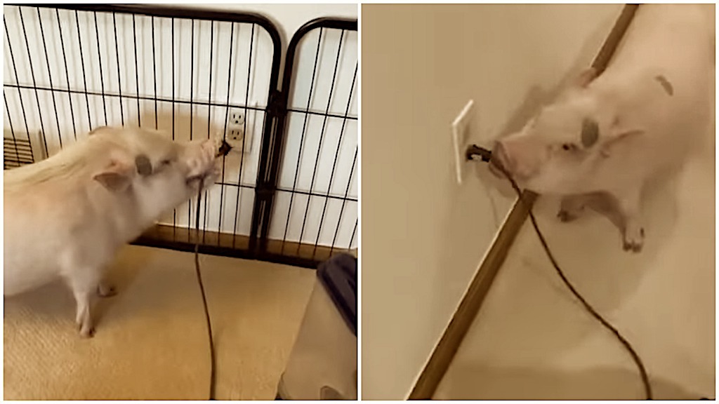 Clever Pig Repeatedly Unplugs Noisy Vacuum Cleaner